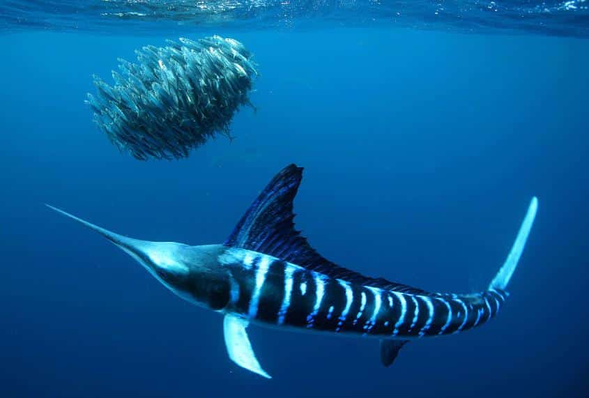 mexiko_playa_del_carmen_yucatan_segelfisch_4 | Nautilus Tauchreisen