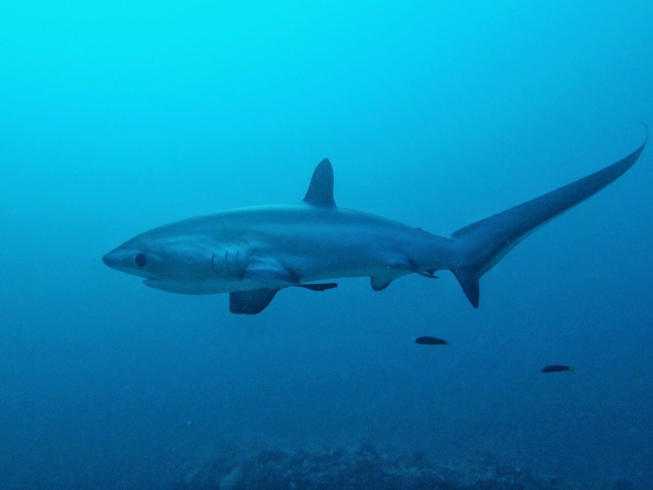 philippinen_cebu_malapascua_exotic_dive_resort_tauchen_fuchshai ...