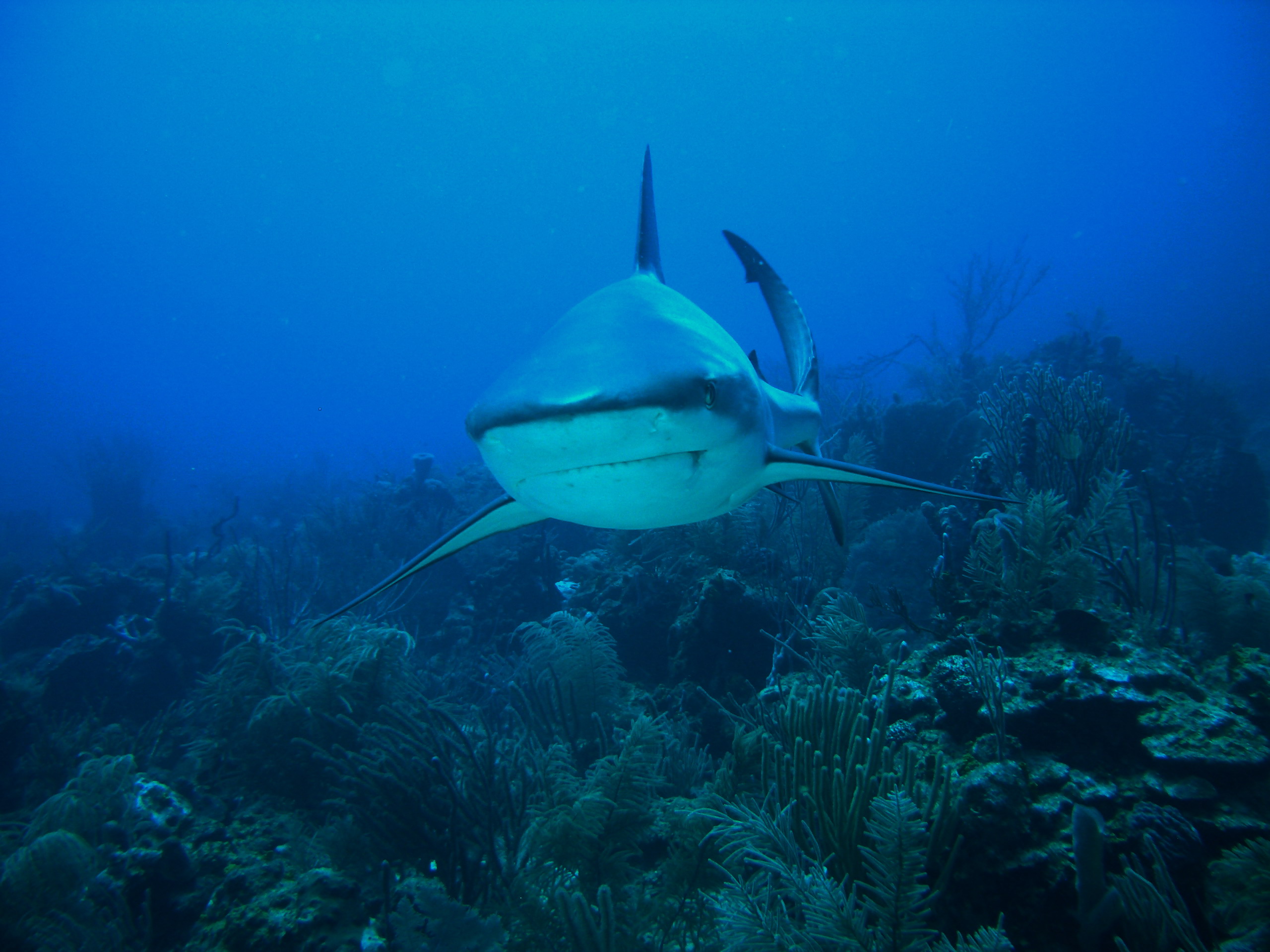 honduras_roatan_haitauchen_hai_shark_bullenhai_1 | Nautilus Tauchreisen