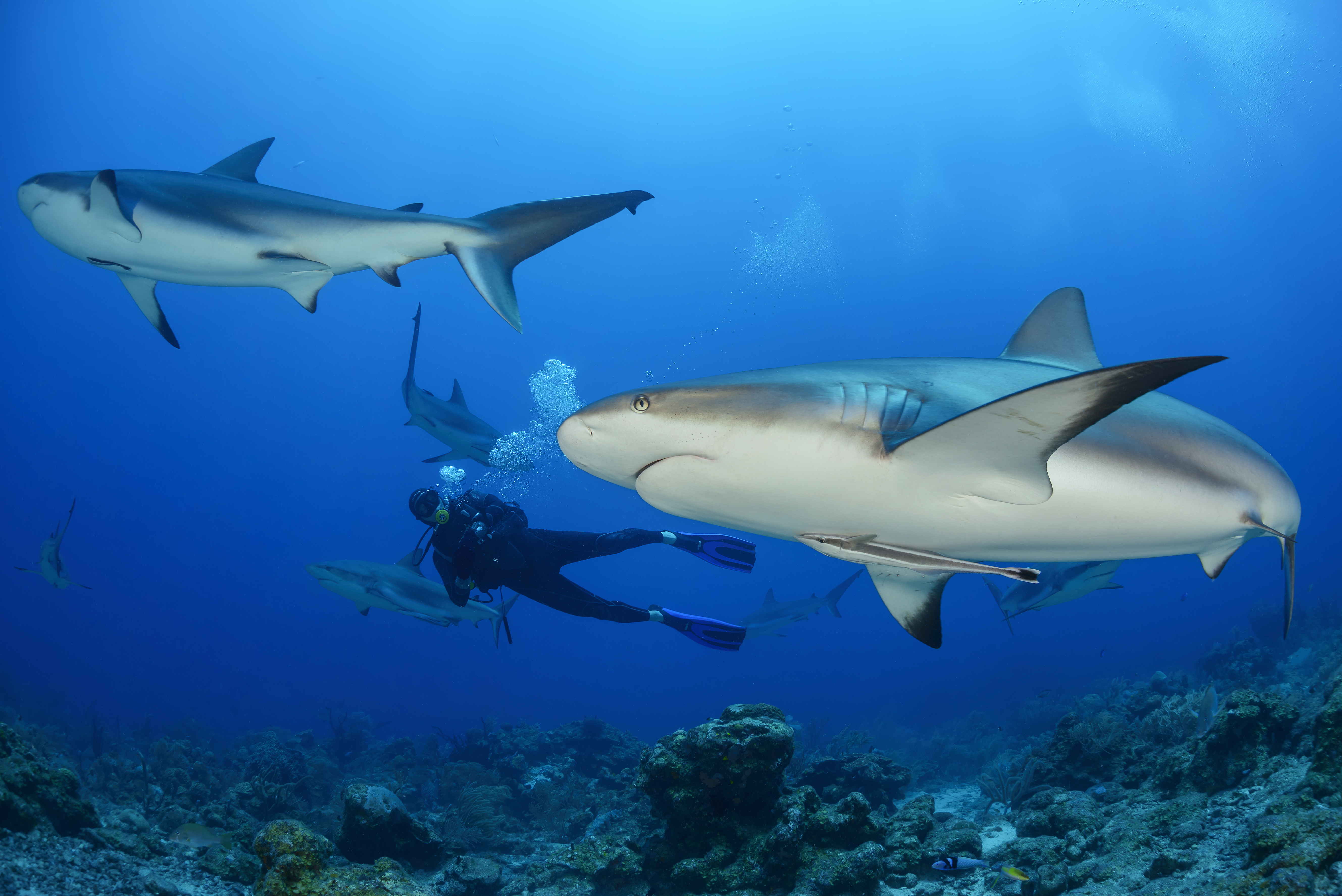 honduras_roatan_haitauchen_hai_shark_bullenhai_5 | Nautilus Tauchreisen