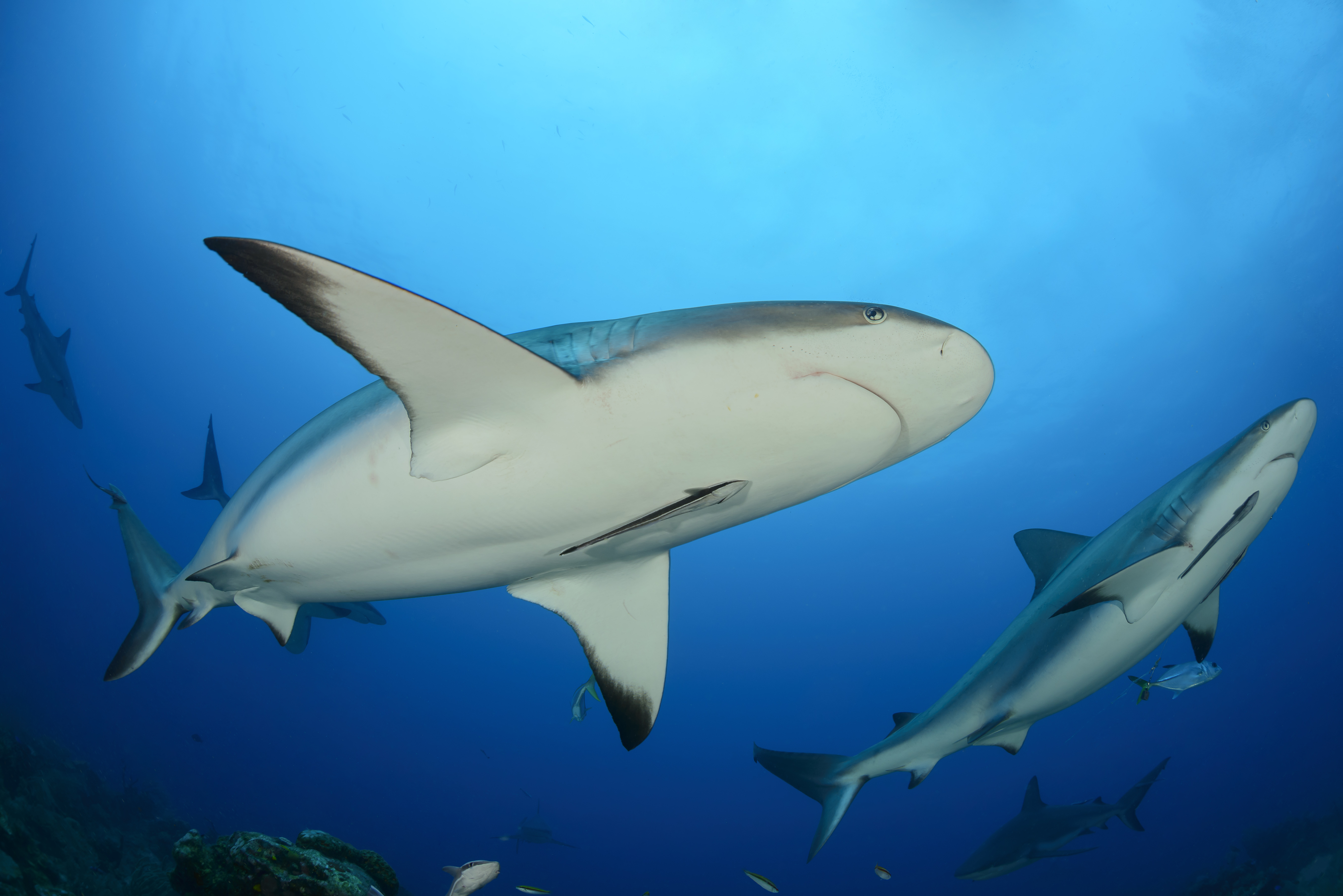 honduras_roatan_haitauchen_hai_shark_bullenhai_6 | Nautilus Tauchreisen