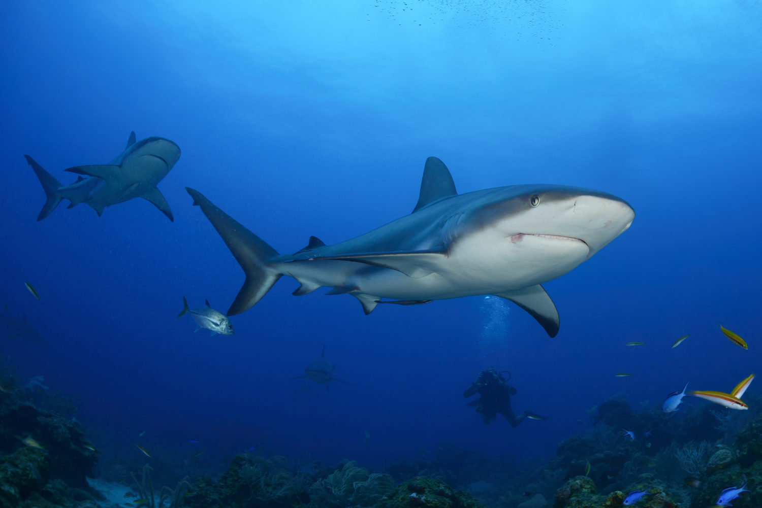 honduras_roatan_haitauchen_hai_shark_bullenhai_7 | Nautilus Tauchreisen