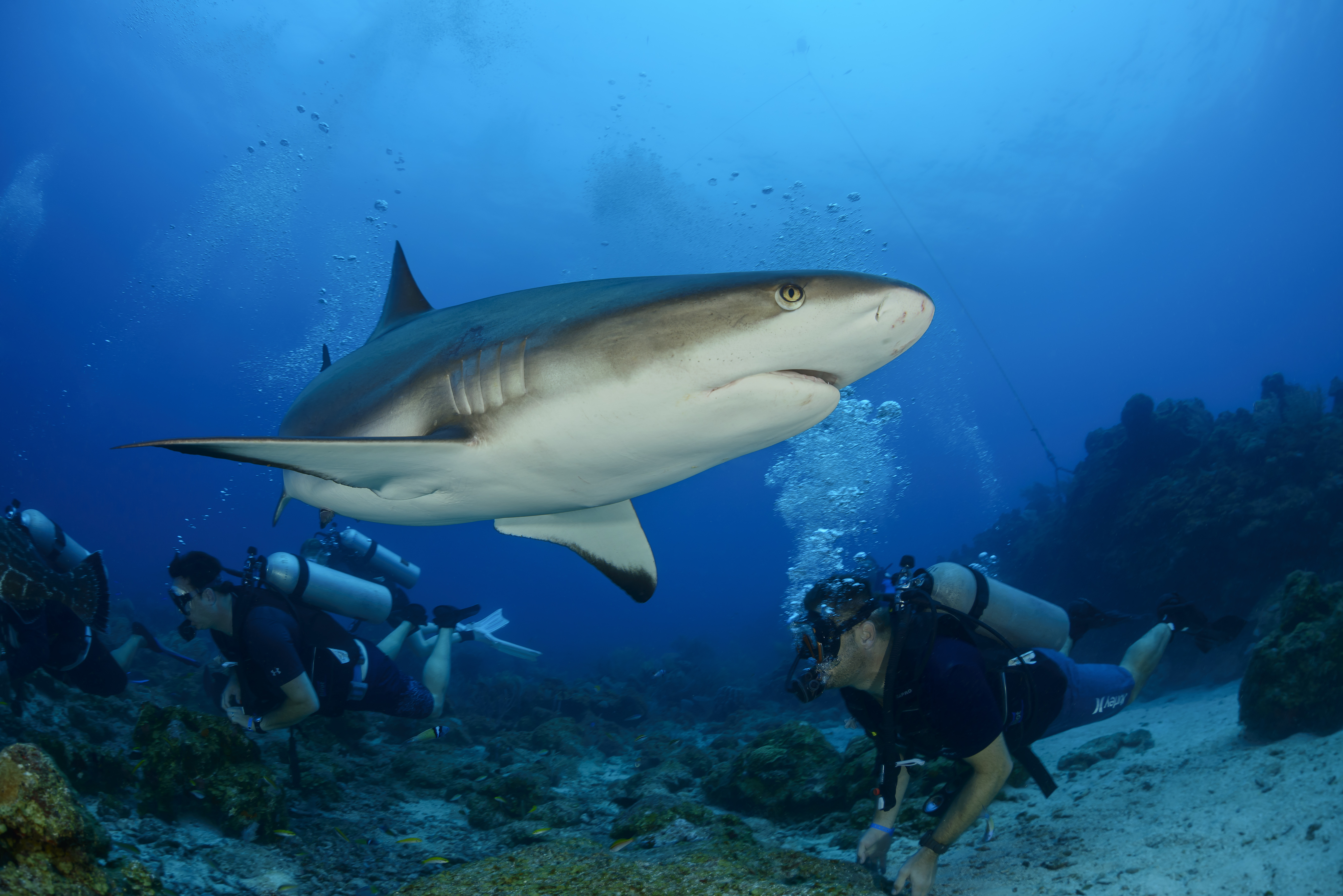 honduras_roatan_haitauchen_hai_shark_bullenhai_8 | Nautilus Tauchreisen