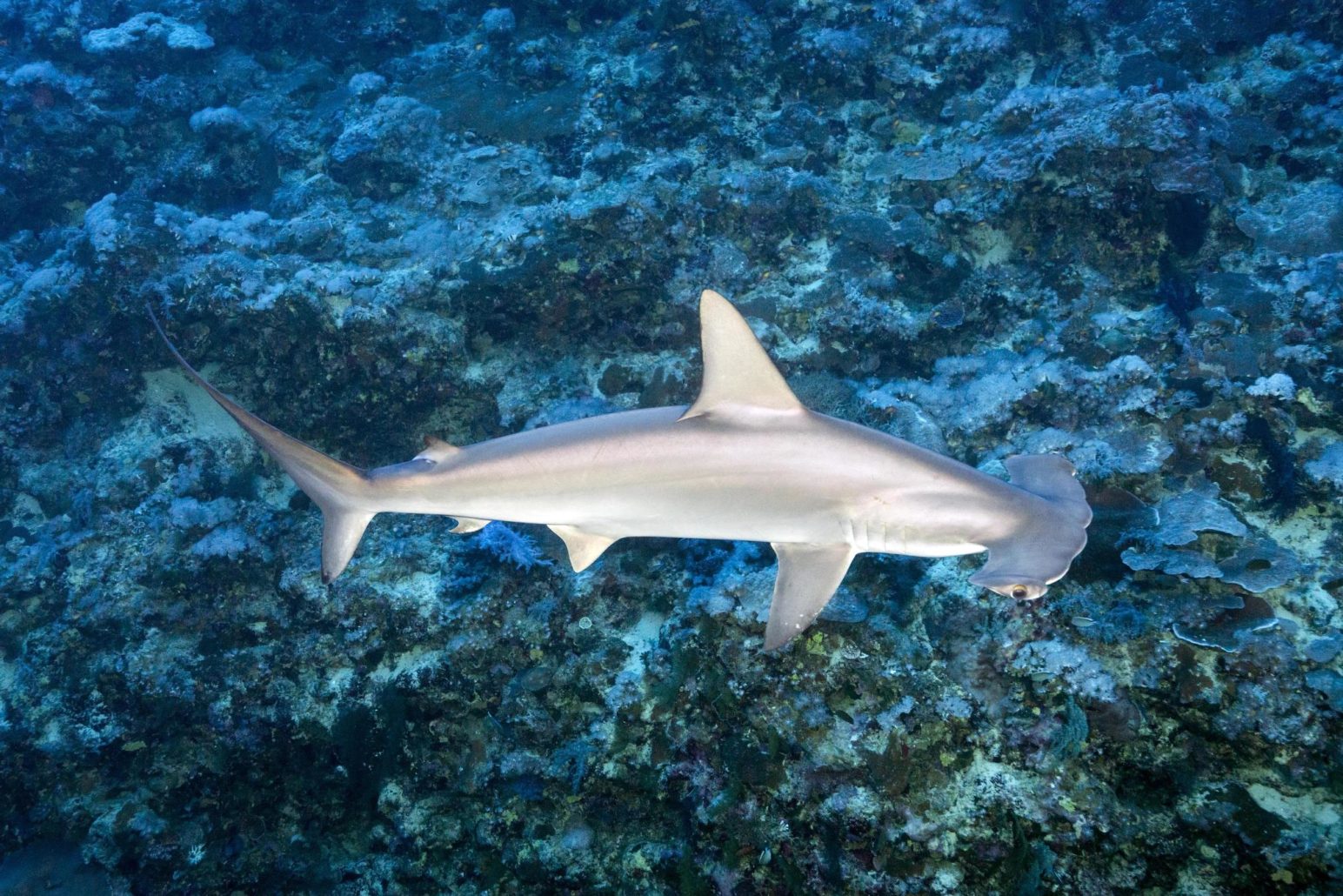 Rotes Meer – Top Tauchplätze | Nautilus Tauchreisen