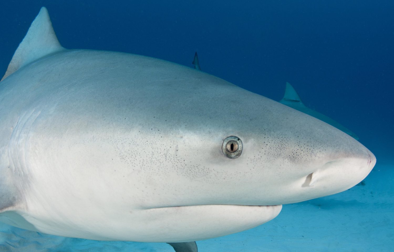Bull Shark eye close up | Nautilus Tauchreisen