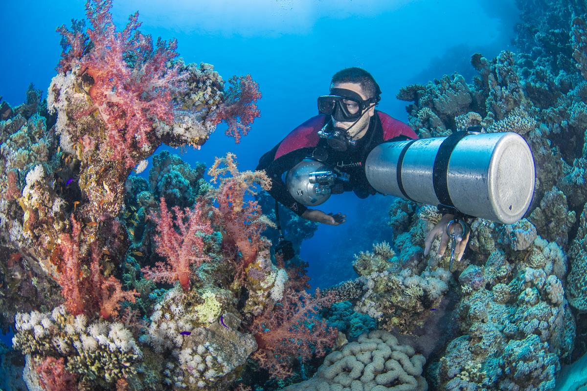 aegypten_rotes_meer_elphinstone_tauchen_26 | Nautilus Tauchreisen