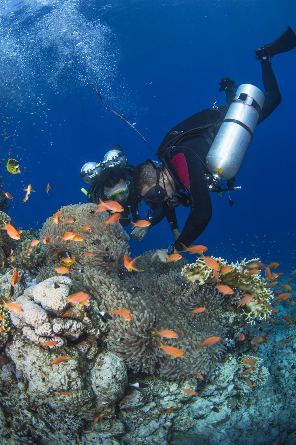 aegypten_rotes_meer_elphinstone_tauchen_28 | Nautilus Tauchreisen