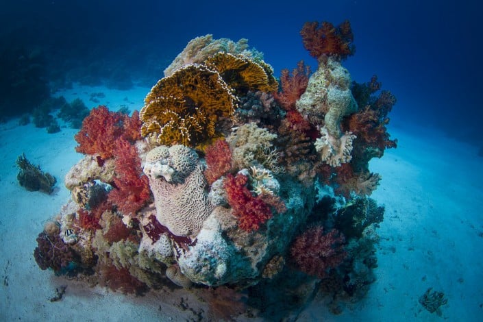 aegypten_rotes_meer_riff_tauchen_22 | Nautilus Tauchreisen