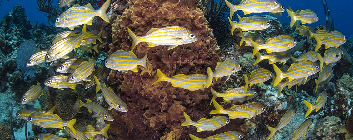 banner_karibik_dom_rep_tauchen_fischschwarm | Nautilus Tauchreisen