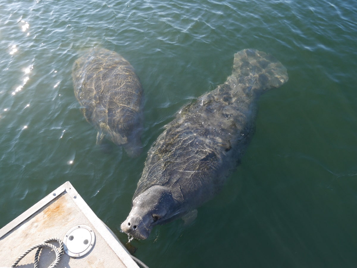 karibik_florida_key_largo_crystal_river_manatee_tauchen_16 | Nautilus ...