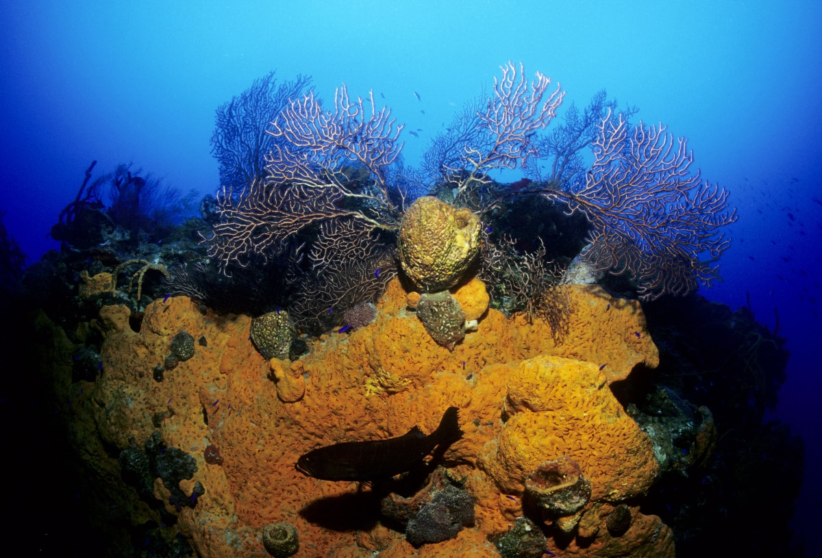 Karibik Kuba Tauchen Unterwasser Schatzinsel Colony20 Nautilus