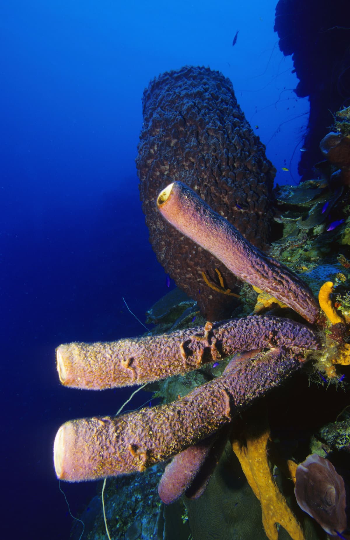 Karibik Kuba Tauchen Unterwasser Schatzinsel Colony28 Nautilus
