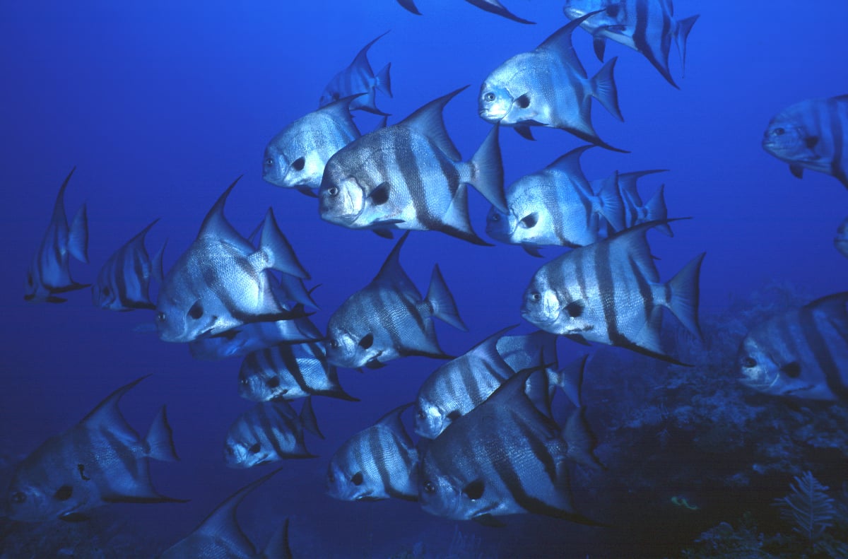 Karibik Kuba Tauchen Unterwasser Santa Lucia43 Nautilus Tauchreisen