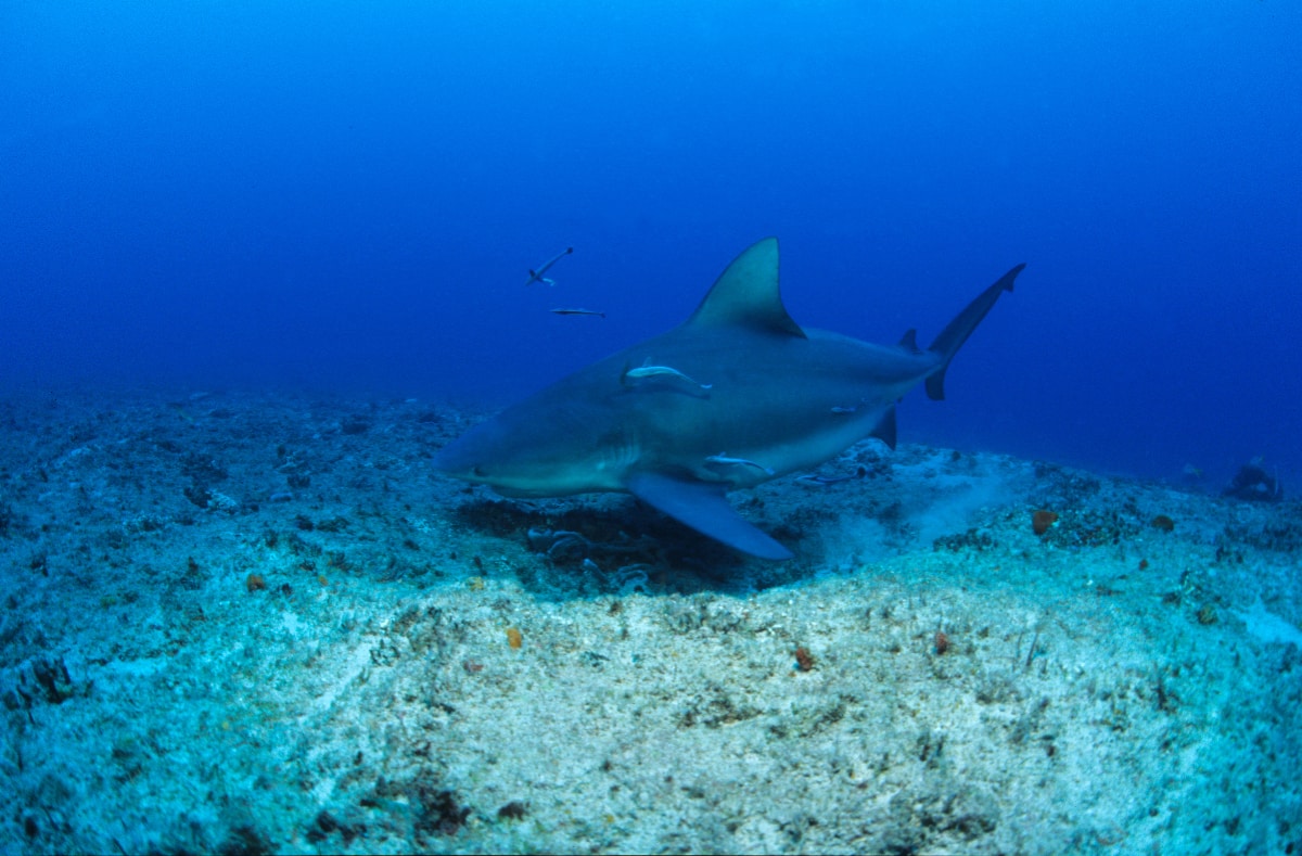 Karibik Kuba Tauchen Unterwasser Santa Lucia57 Nautilus Tauchreisen